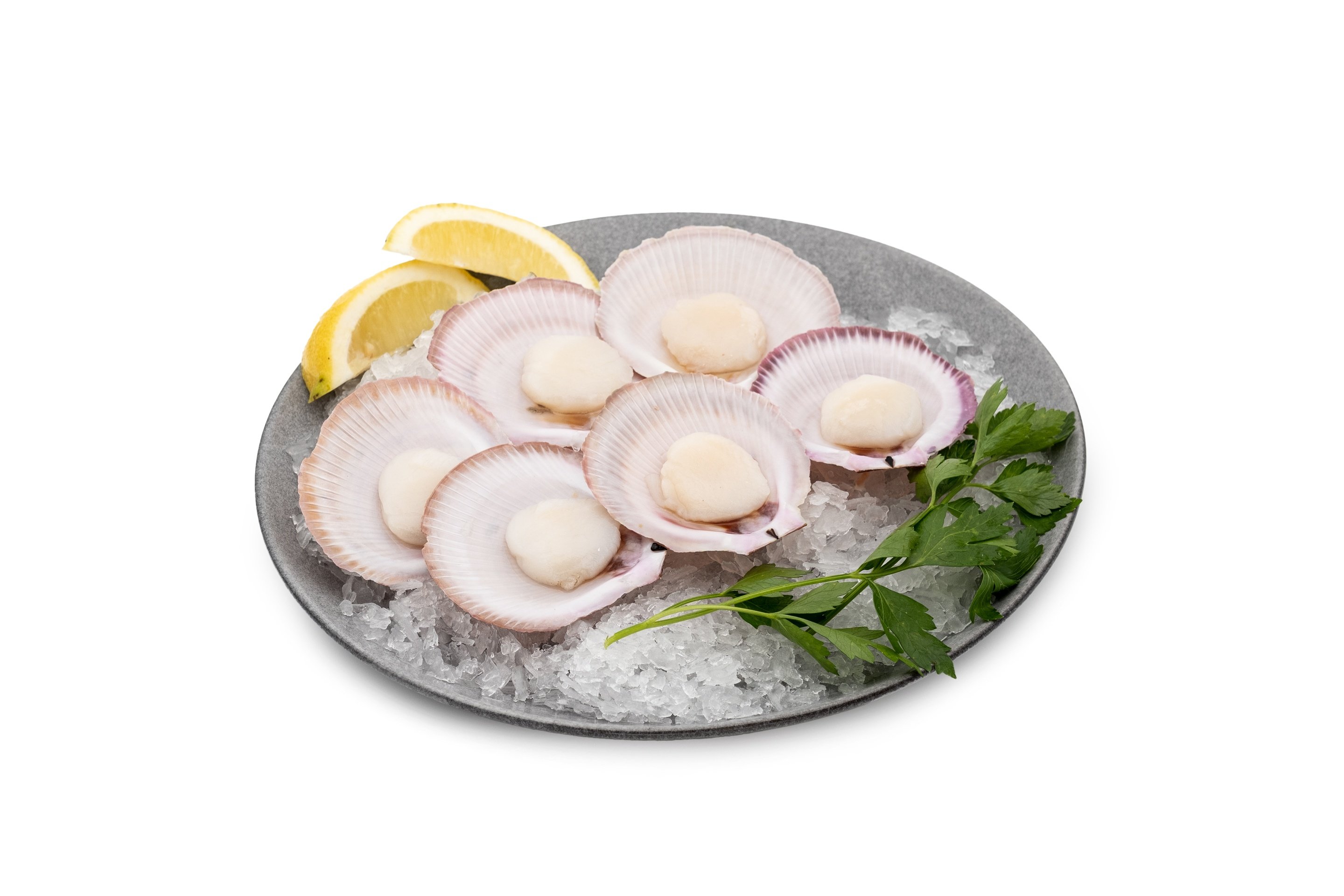 Saucer Scallop - 1/2 dz