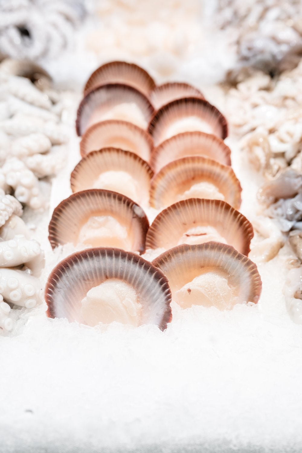 Saucer Scallop - 1/2 dz